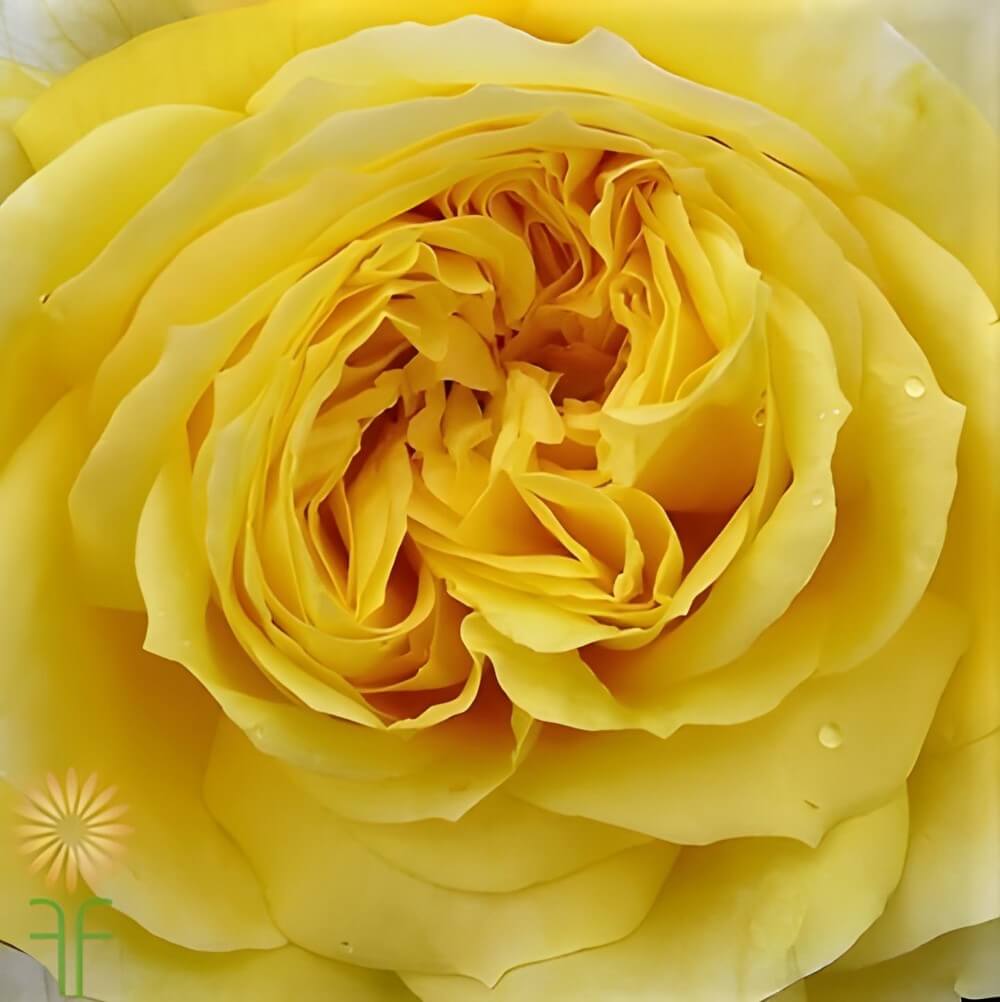 Toulouse Lautrec Roses l Wholesale Flowers & DIY Wedding Flowers